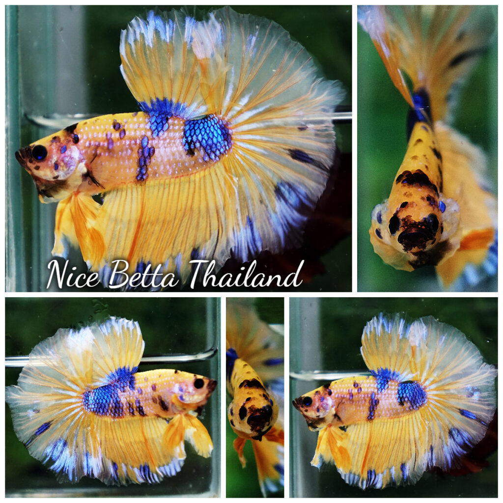 Betta fish OHM Yellow Blue Banaby - nicebettathailand.com
