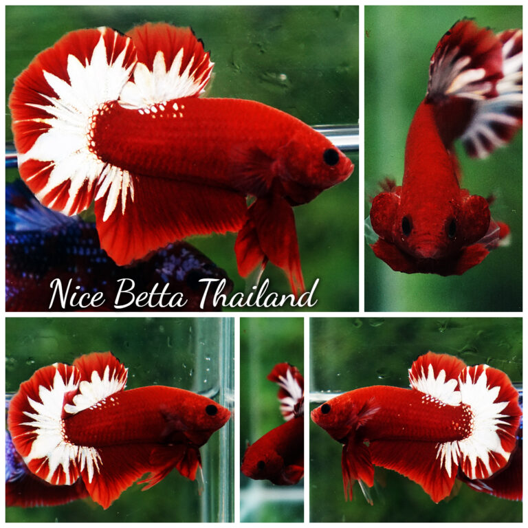 Betta fish HMPK Hell Boy Platinum Star - nicebettathailand.com