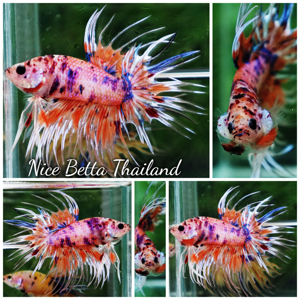 Betta fish CT Emerald Candy Nemo - nicebettathailand.com