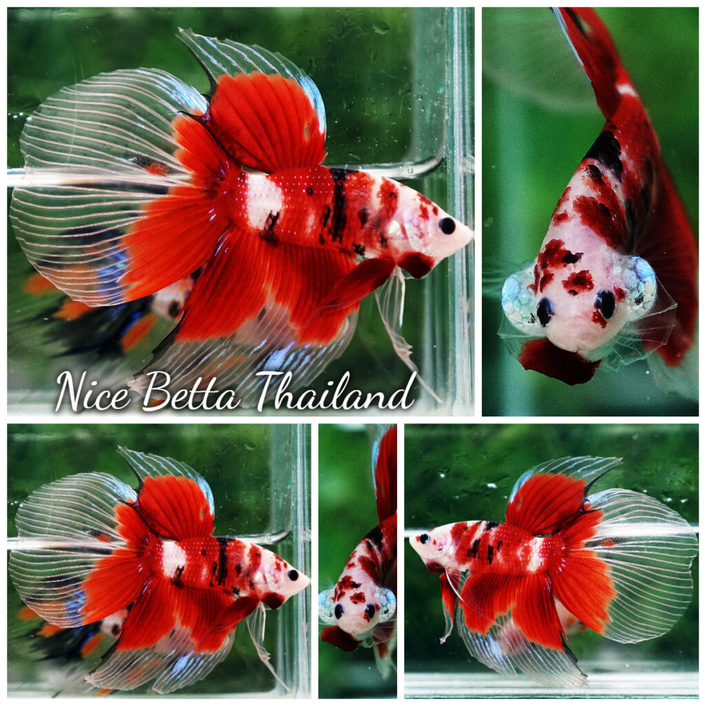 Betta fish VT Classic Red Koi - nicebettathailand.com