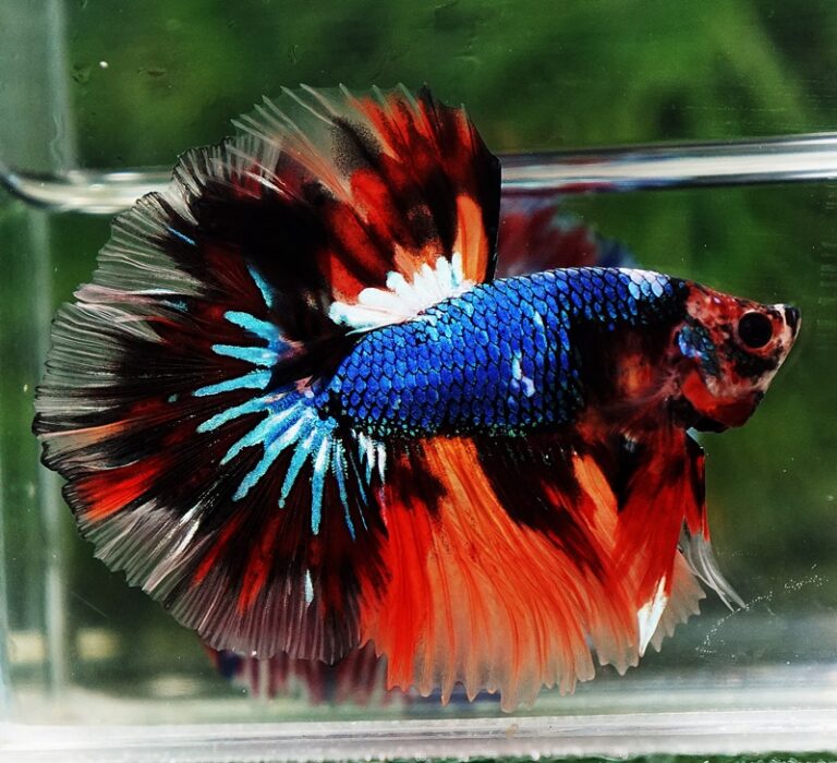 Betta fish OHM Multicolor Fancy Emerald - nicebettathailand.com