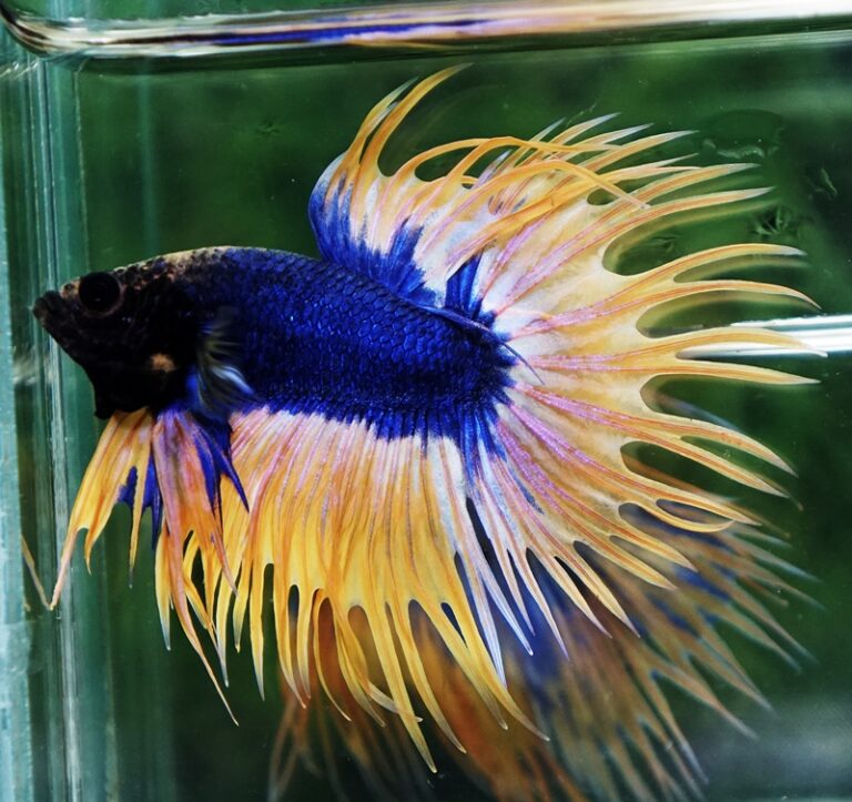 Betta fish CT Grizzle Blue Mustard - nicebettathailand.com