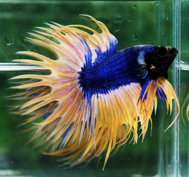 Betta fish CT Grizzle Blue Mustard - nicebettathailand.com
