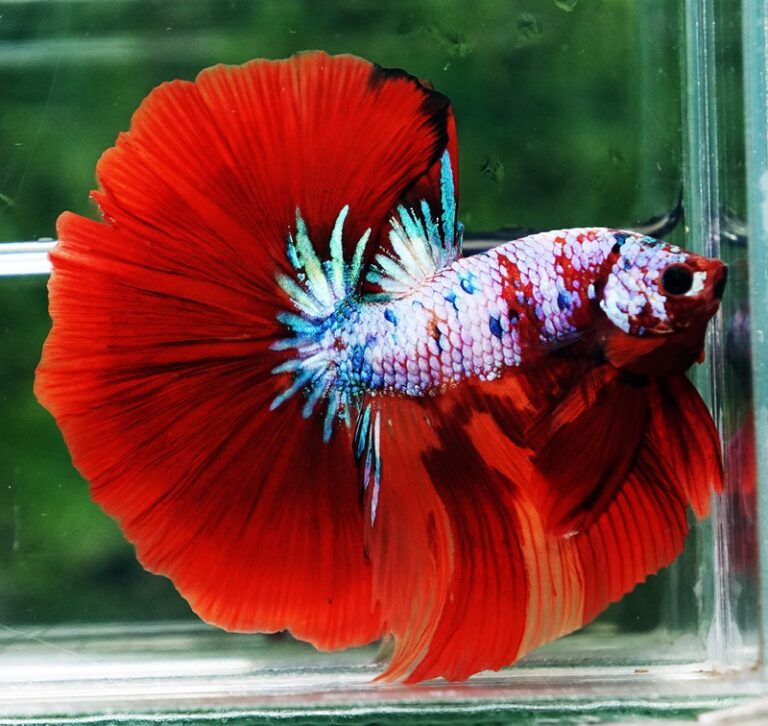 Betta fish OHM Fancy fier Multicolor - nicebettathailand.com