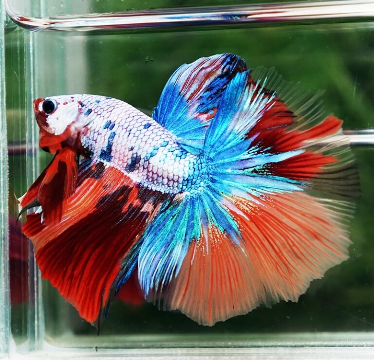 Betta fish OHM Multicolor Candy Rainbow - nicebettathailand.com