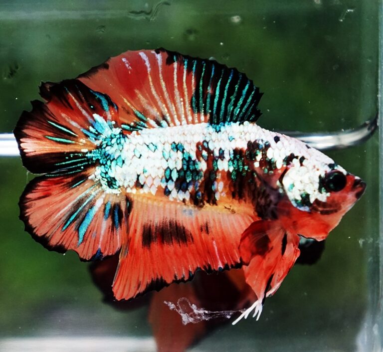 Betta Fish Nemo Emerald Tiger (DTPK) - nicebettathailand.com