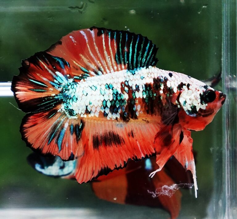 Betta Fish Nemo Emerald Tiger (DTPK) - nicebettathailand.com