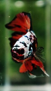 Betta Fish Nemo Emerald Tiger (DTPK) - nicebettathailand.com