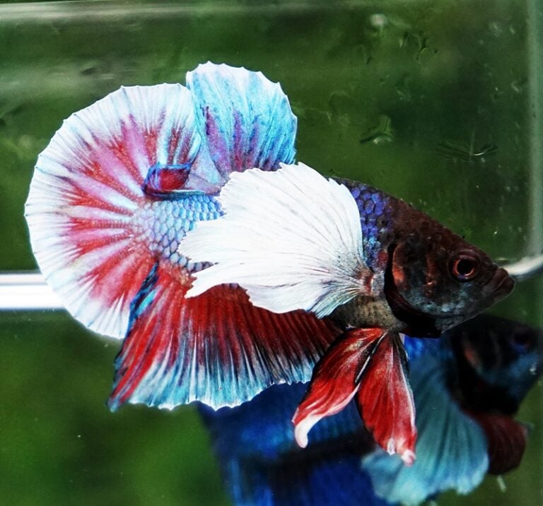 Betta Fish Purple Pink Salamander Dumbo HMPK - nicebettathailand.com