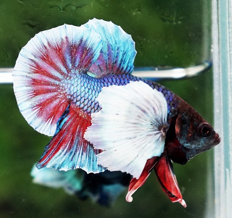Betta Fish Purple Pink Salamander Dumbo HMPK - nicebettathailand.com