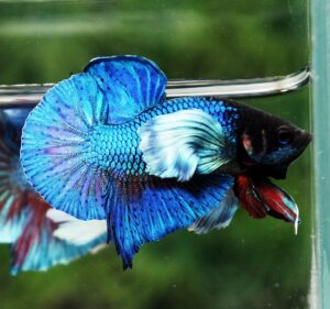 Betta Fish Sapphire Blue Metallic Dumbo (HMPK) - nicebettathailand.com