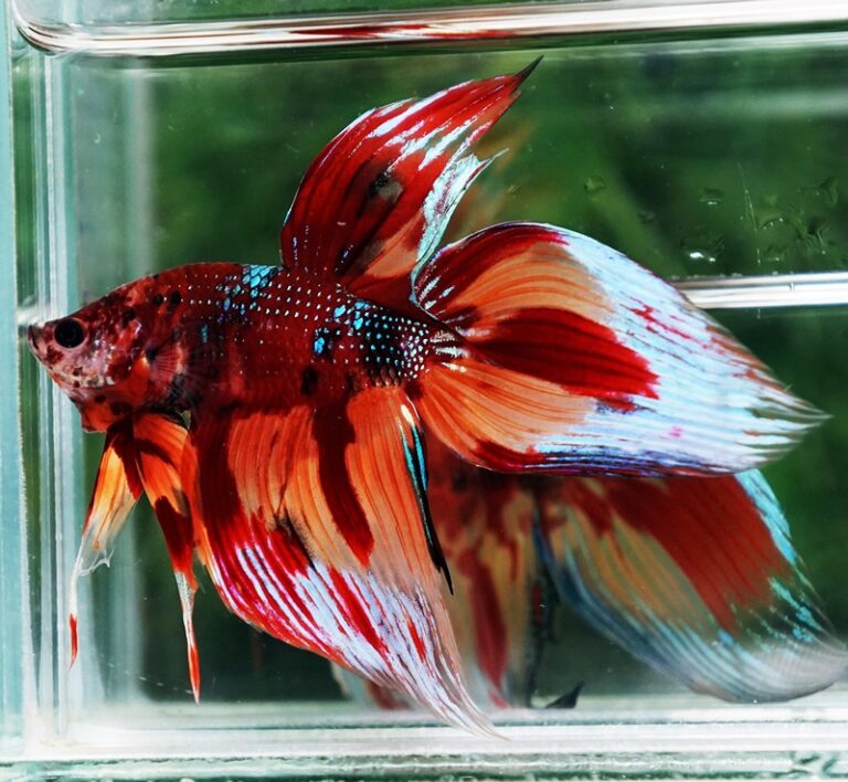 Betta fish Blaze Burn VT (Comp Grade) - nicebettathailand.com