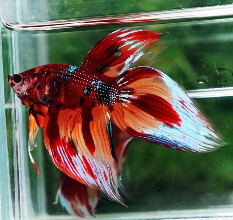 Betta fish Blaze Burn VT (Comp Grade) - nicebettathailand.com