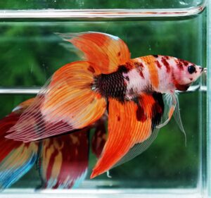Betta fish Classic Nemo Koi (VT) - nicebettathailand.com