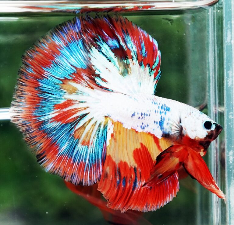 Betta Fish Multicolor NBT Tri-Color Tail - nicebettathailand.com