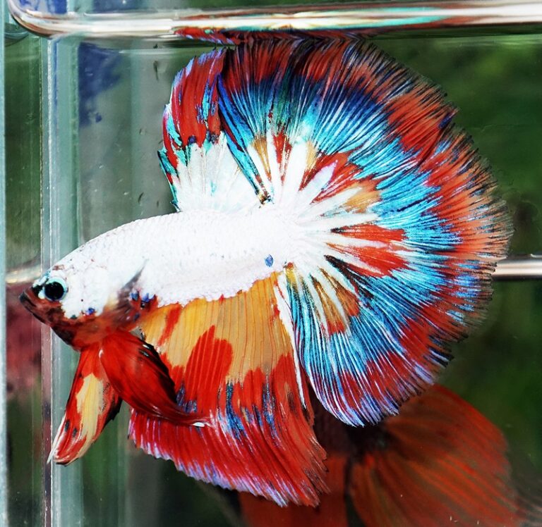 Betta Fish Multicolor NBT Tri-Color Tail - nicebettathailand.com