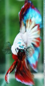 Betta Fish Multicolor NBT Tri-Color Tail - nicebettathailand.com
