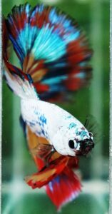 Betta Fish Multicolor NBT Tri-Color Tail - nicebettathailand.com