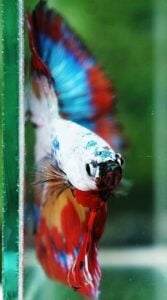 Betta Fish Multicolor NBT Tri-Color Tail - nicebettathailand.com
