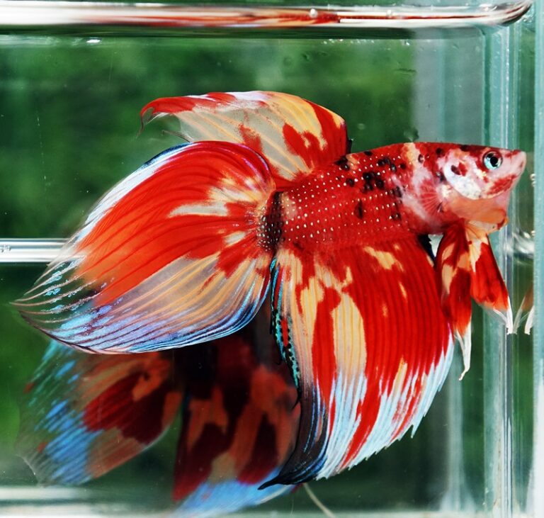 Betta fish Nemo on Fire (VT) - nicebettathailand.com