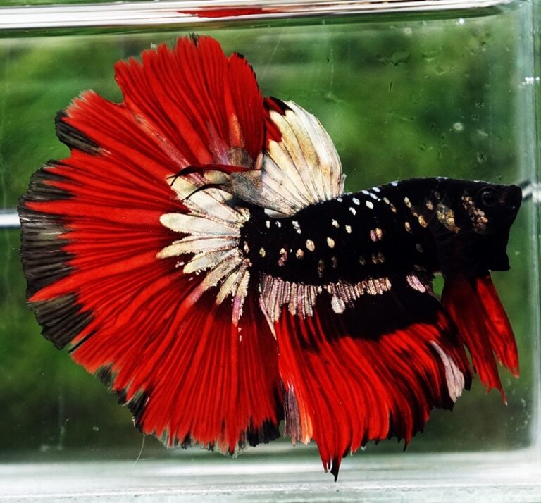 Betta fish Hell Copper Red Avatar HM (Rare) - nicebettathailand.com