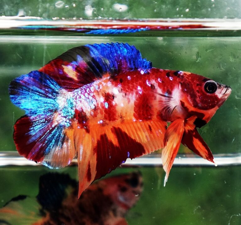 Double tail betta (DTHM) & (DTPK) - nicebettathailand.com