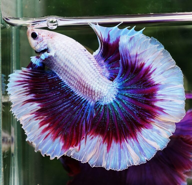 Betta fish Prince of Purple Lavender Butterfly (OHM ...