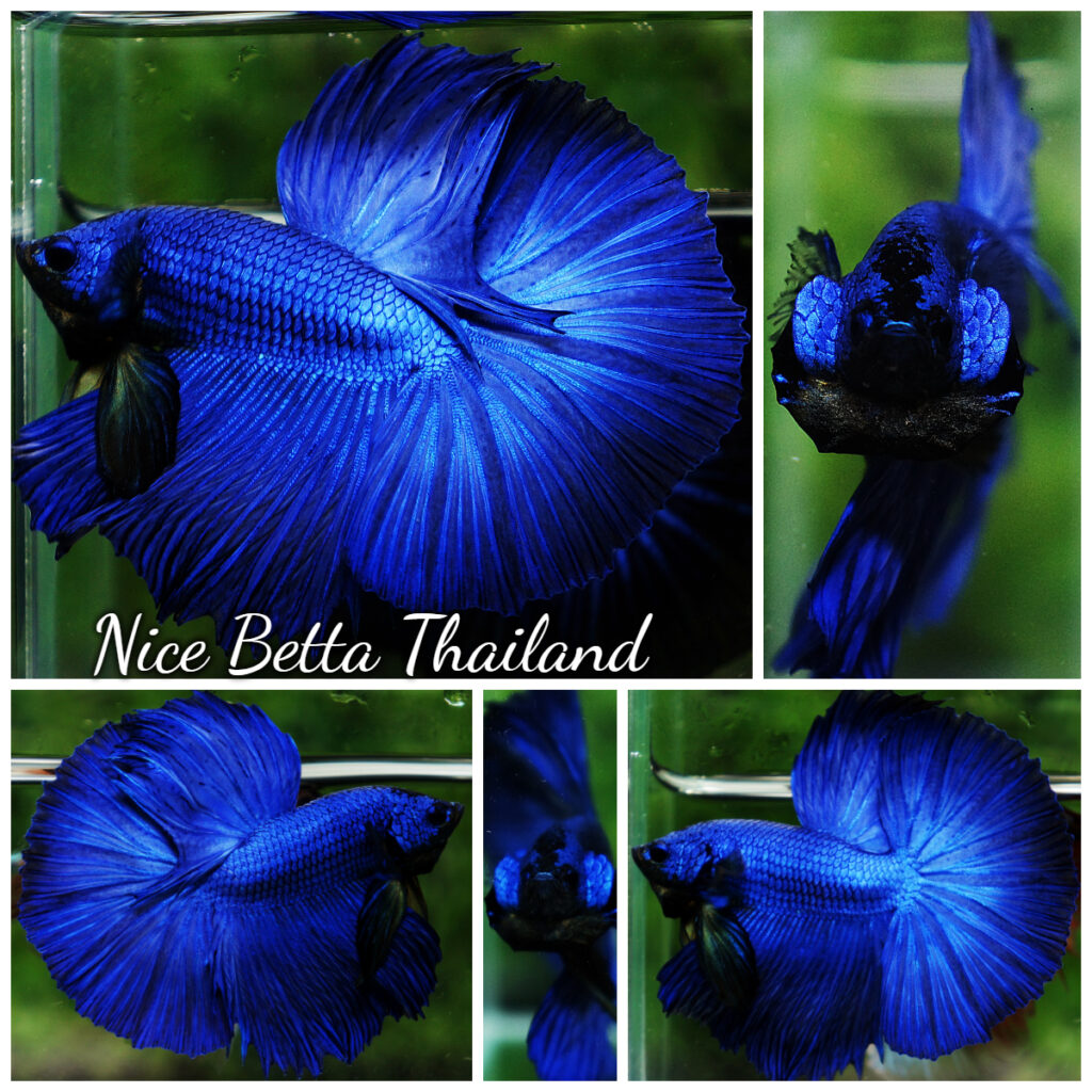 Betta fish OHM Super Royal Blue - nicebettathailand.com