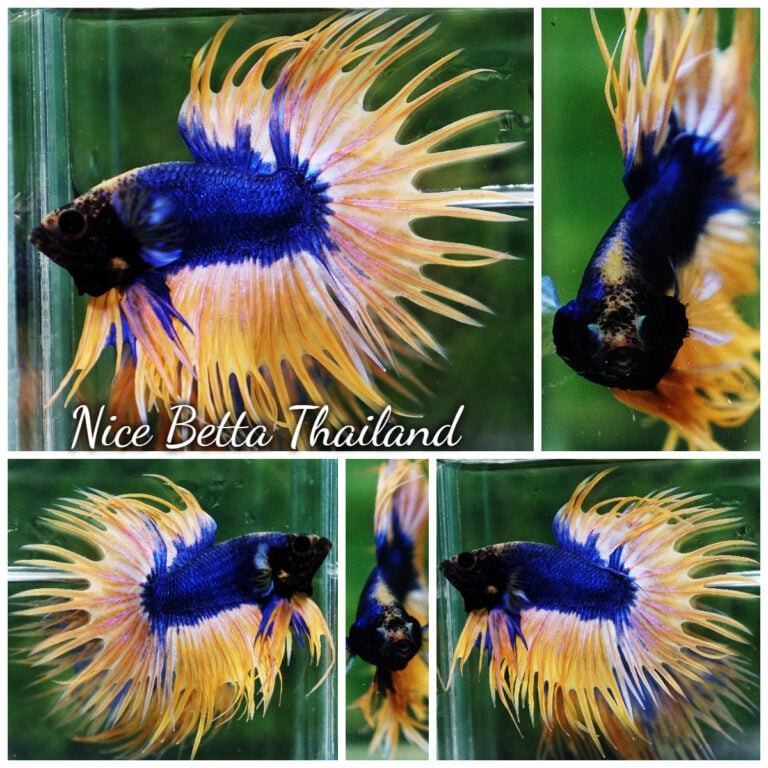 Mustard Gas Betta Fish for Sale - nicebettathailand.com