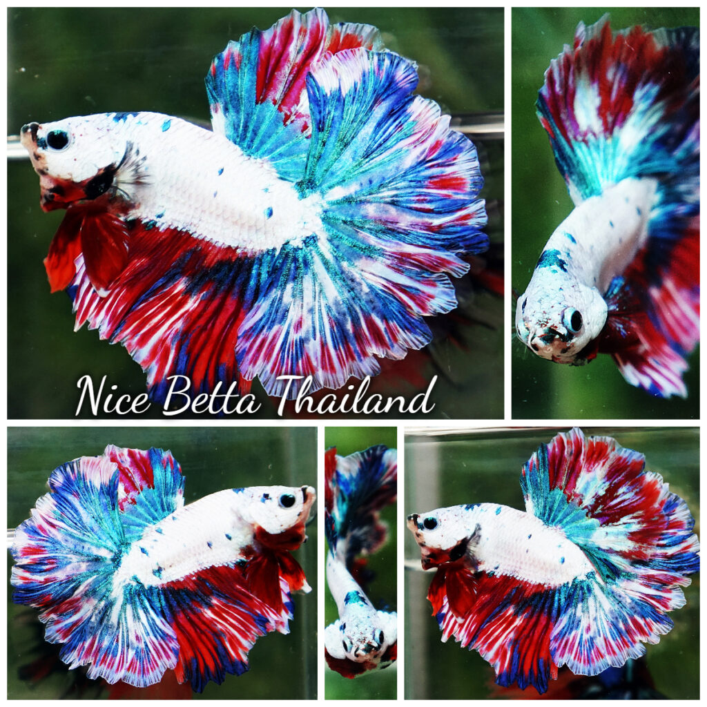 Betta fish OHM Magical Monster Tri color - nicebettathailand.com