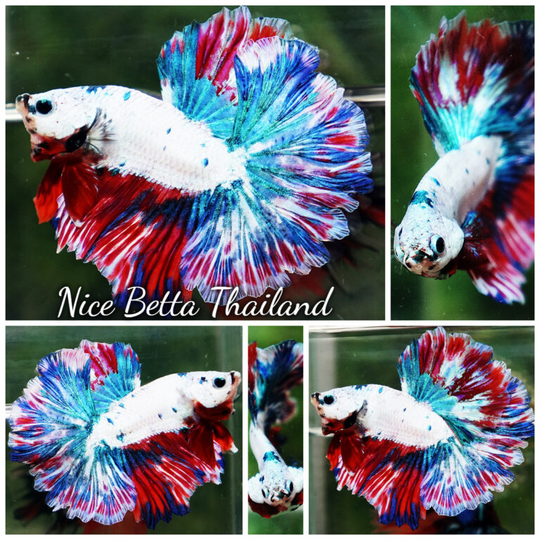 Betta fish OHM Super Red Devil