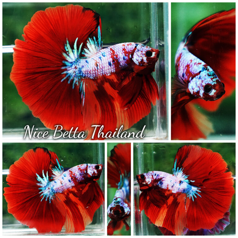Betta fish OHM Super Red Devil