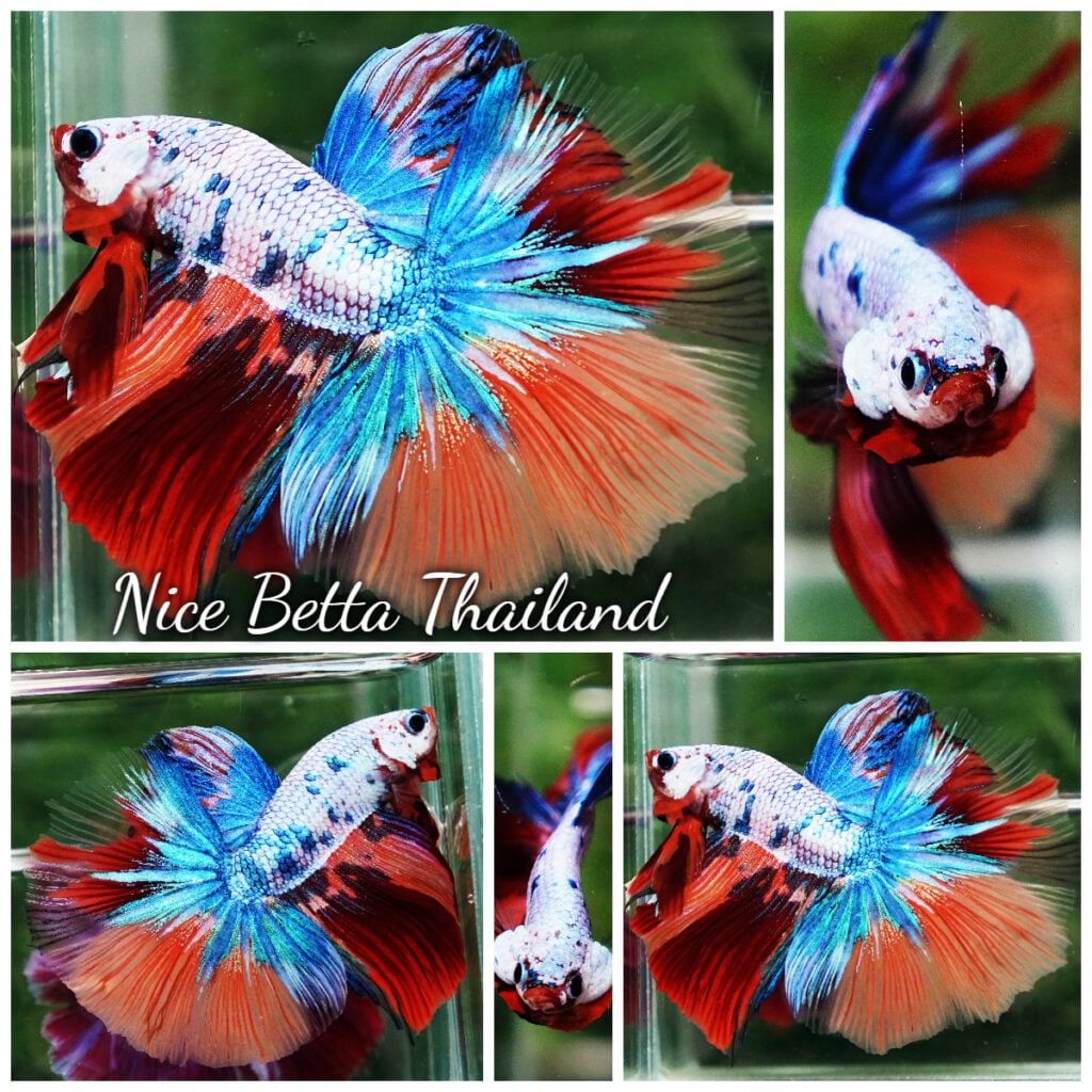 Betta fish HMPK Emerald Candy Marble - nicebettathailand.com