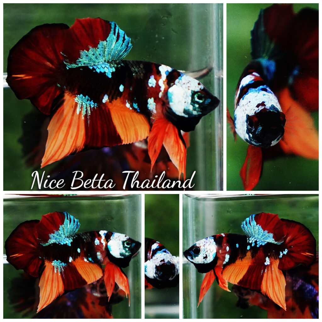 The most expensive betta fish in the world. - nicebettathailand.com
