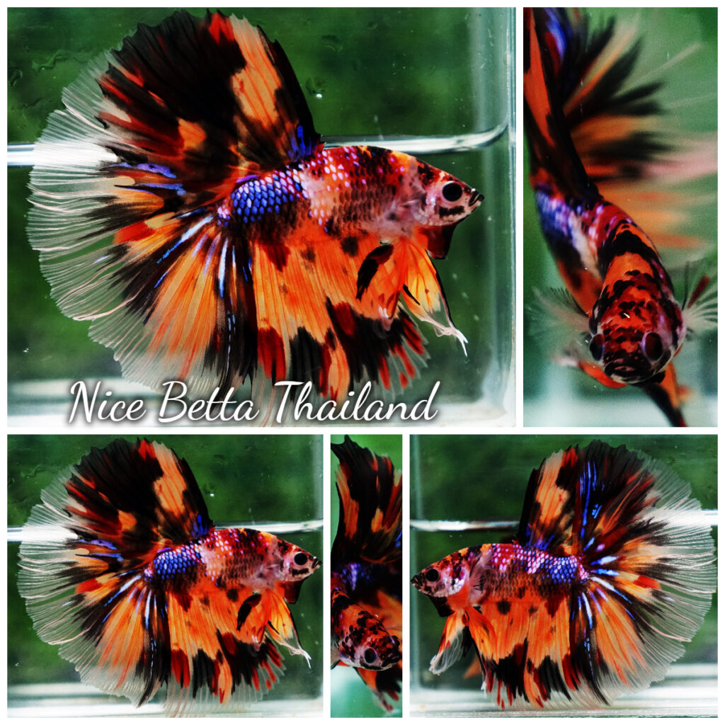 Betta Vases - nicebettathailand.com