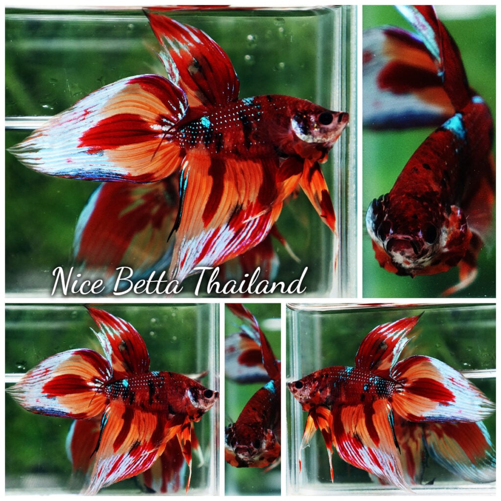 5 Key Steps Tips for Raising a Healthy Betta Fish - nicebettathailand.com