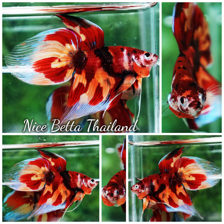 Nice Betta Thailand Premium Betta Fish for Sale shipping WORLDWIDE