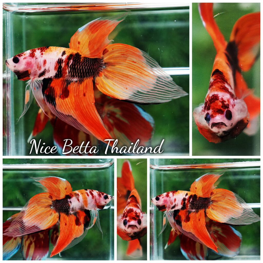 Veiltail Betta fish (VT) - nicebettathailand.com