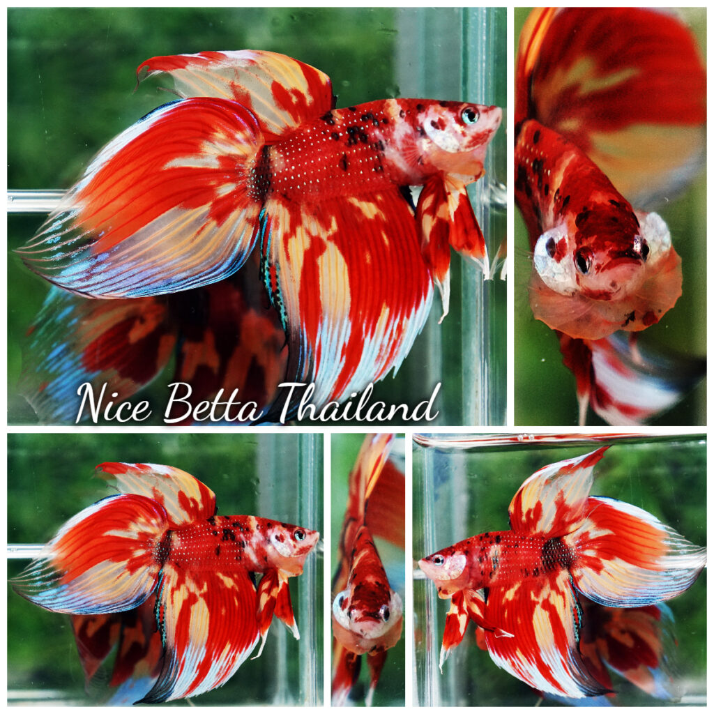 Betta fish Female HMPK Red Blood Samurai - nicebettathailand.com