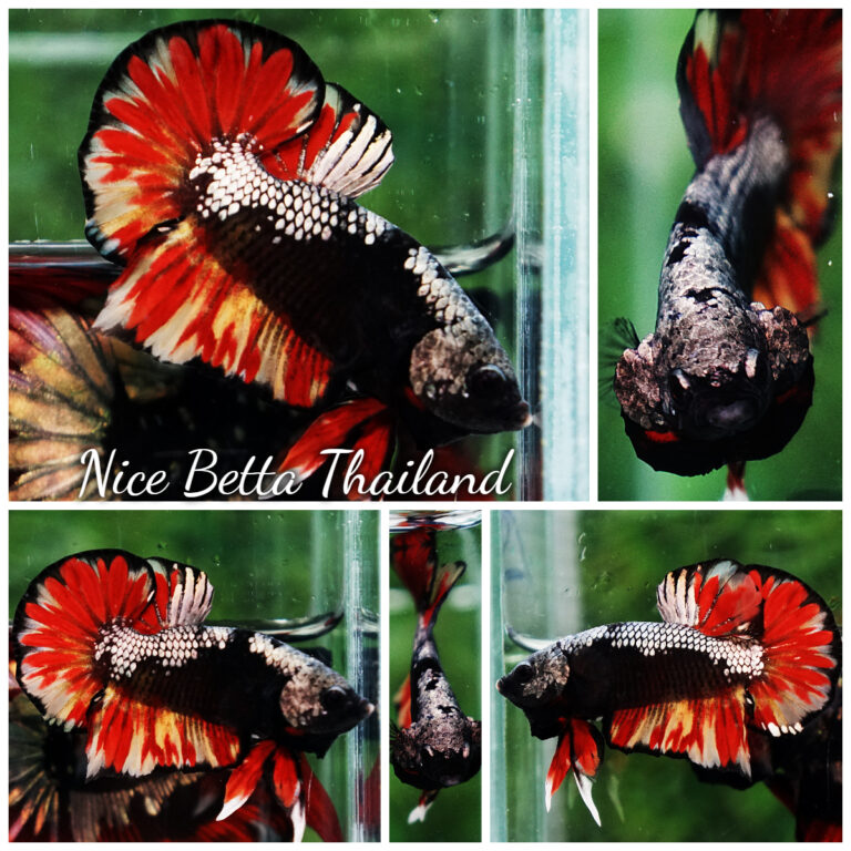 Betta fish shop - nicebettathailand.com