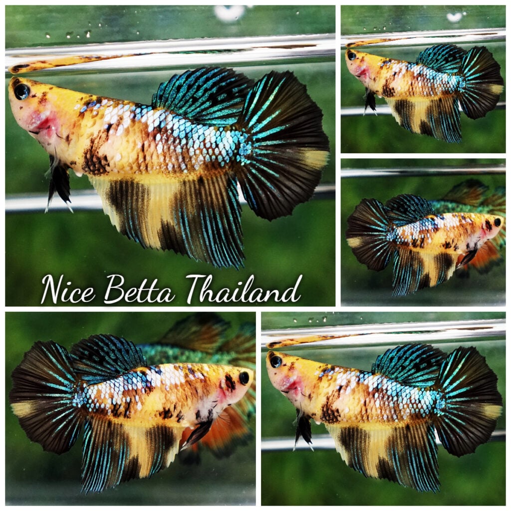Half Moon Betta (HM) - nicebettathailand.com