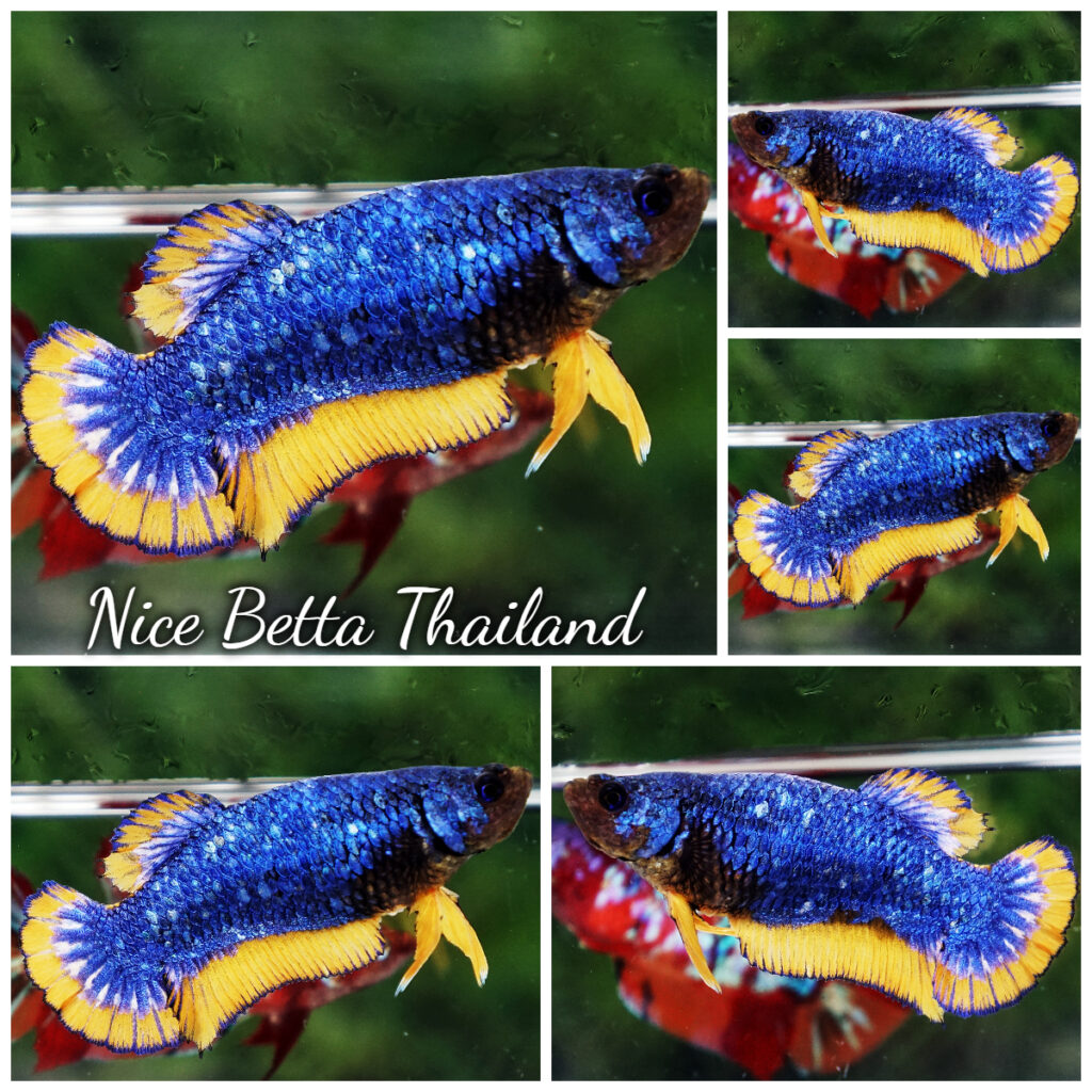 Betta fish Female Blue Dragon Mustard (HMPK) - nicebettathailand.com