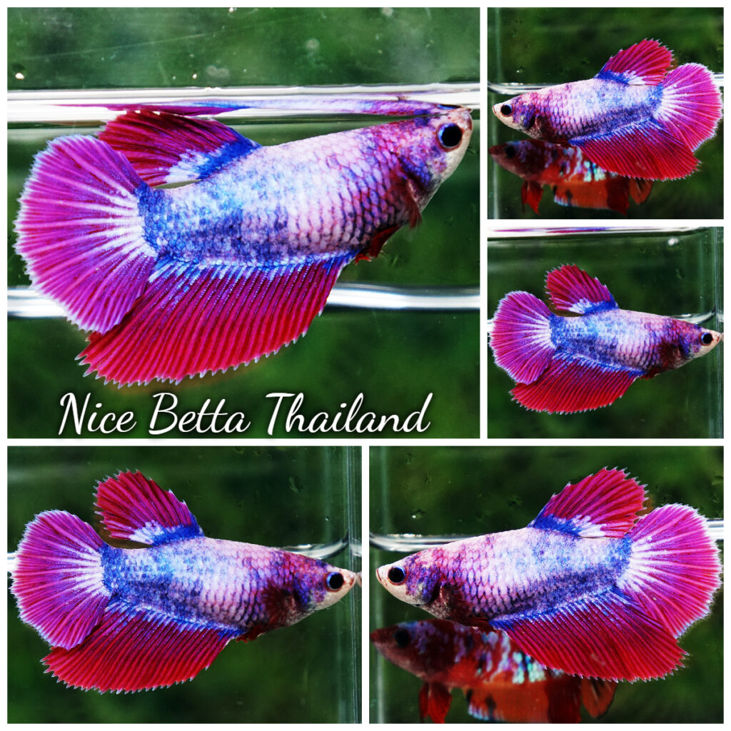 The Elusive Purple Betta fish - nicebettathailand.com