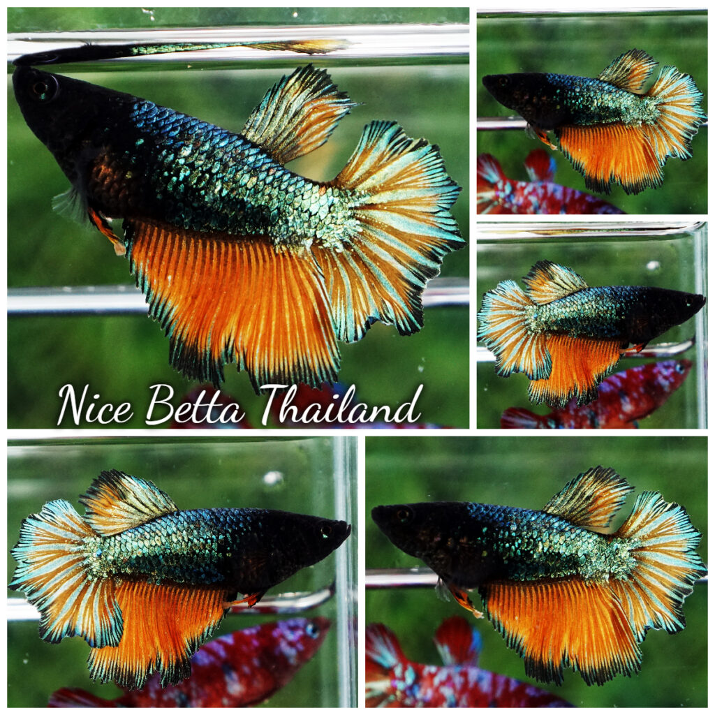 Betta fish Female Green Emerald Mustard Gas (HM) - nicebettathailand.com