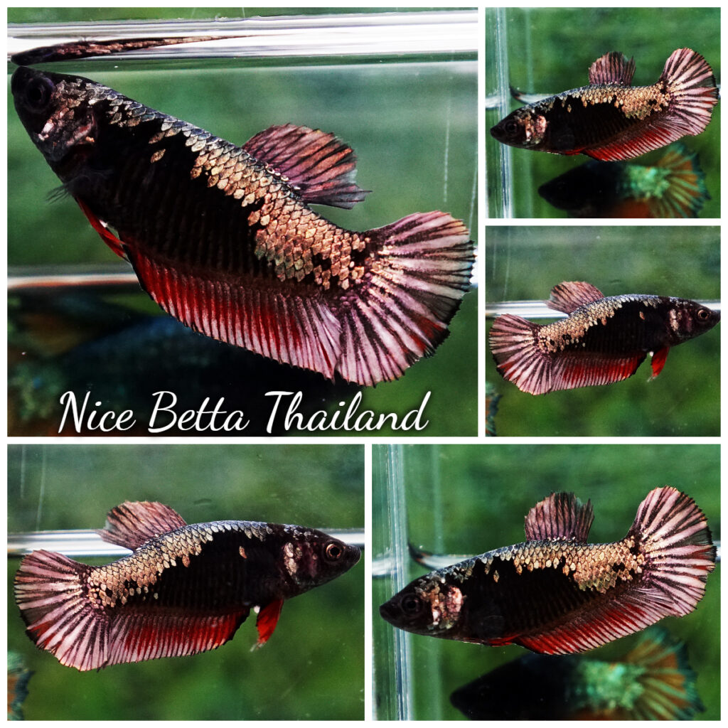 Red Female Betta Fish King