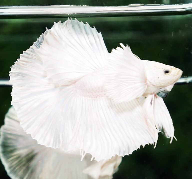 Betta fish Prince of the White Dumbo (HM) - nicebettathailand.com
