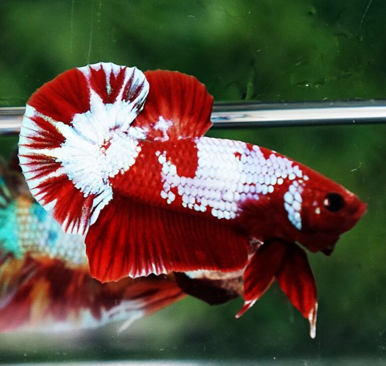 Betta fish Fancy Red NBT Tuxedo (HMPK) - nicebettathailand.com