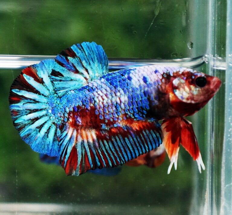 Betta fish Fancy Multicolor Marble (HMPK) - nicebettathailand.com