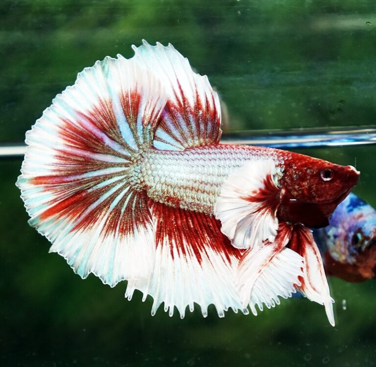 Betta fish Red Tres Chic Dumbo (OHM) - nicebettathailand.com