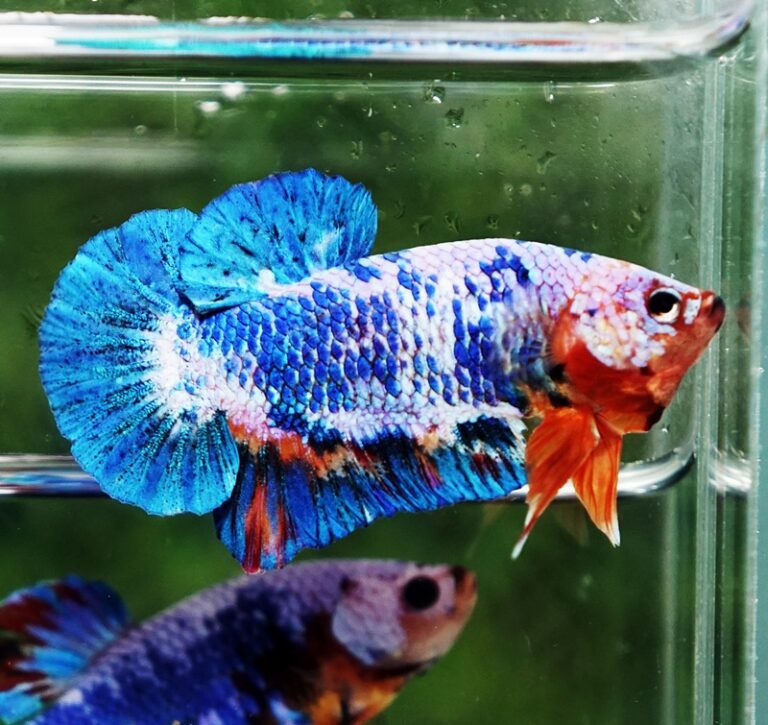 Betta fish Fancy Blue Marble (HMPK) - nicebettathailand.com
